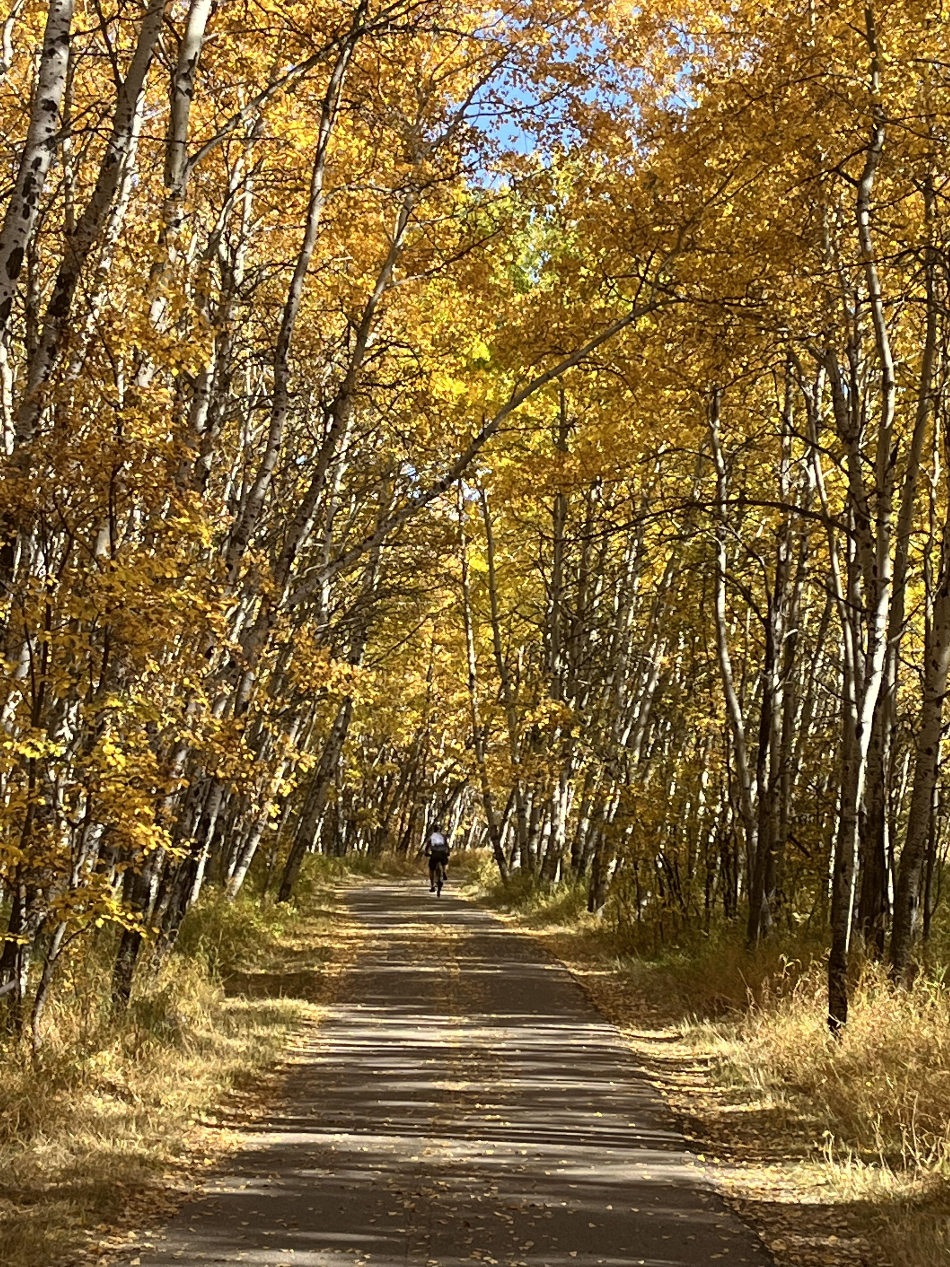 Best Urban Trail for Fall – Weaselhead Flats – The Urban Explorer